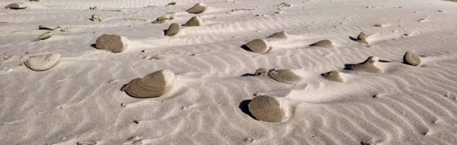 About Us - Spatial-Ecology